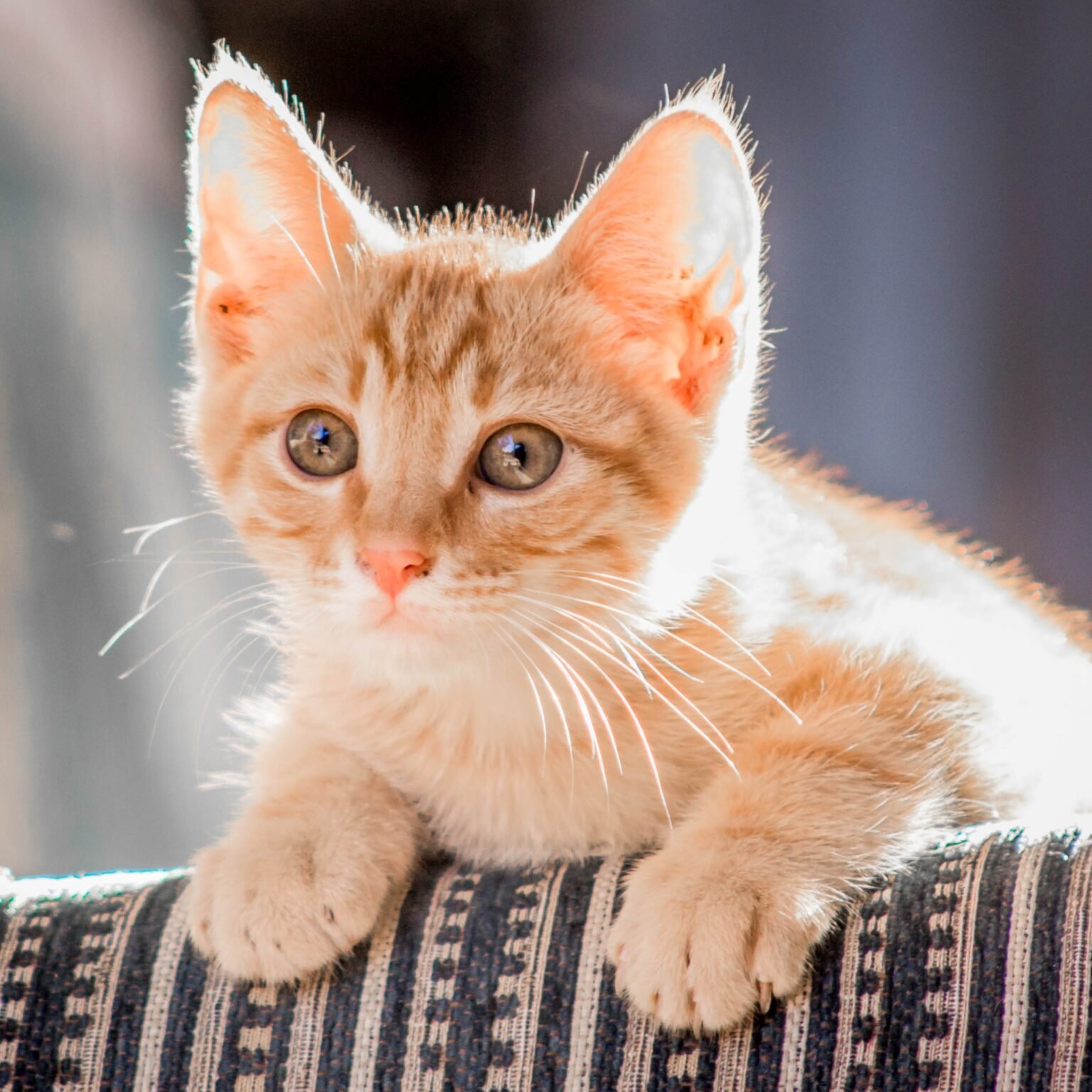 Cat Health Hub - Pet Med Direct – Pet Care Products UK